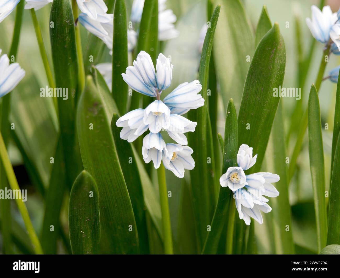 Puskin virag hi-res stock photography and images - Alamy