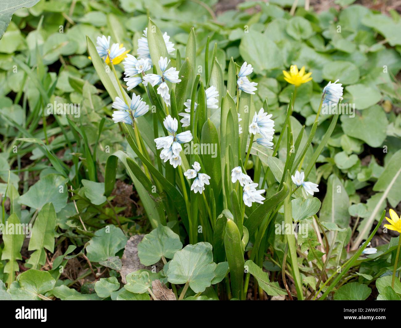 Adamsia scilloides hi-res stock photography and images - Alamy