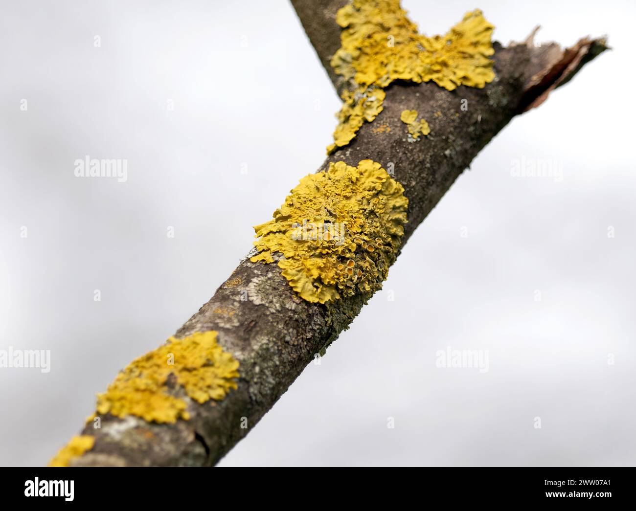 common orange lichen, yellow scale, maritime sunburst lichen and shore ...