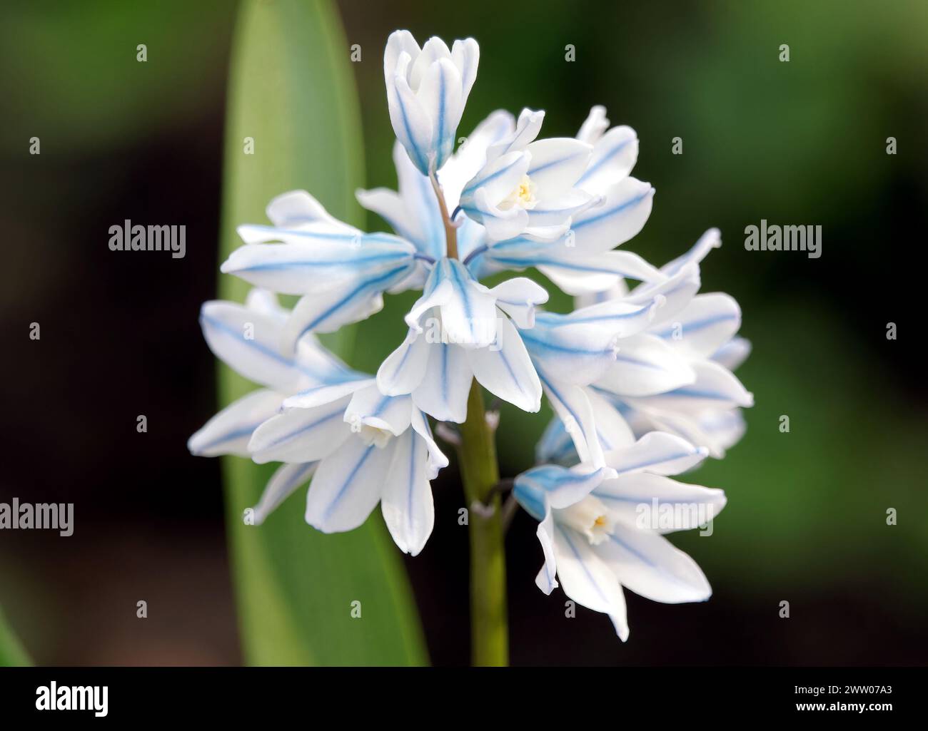 Puskin virag hi-res stock photography and images - Alamy