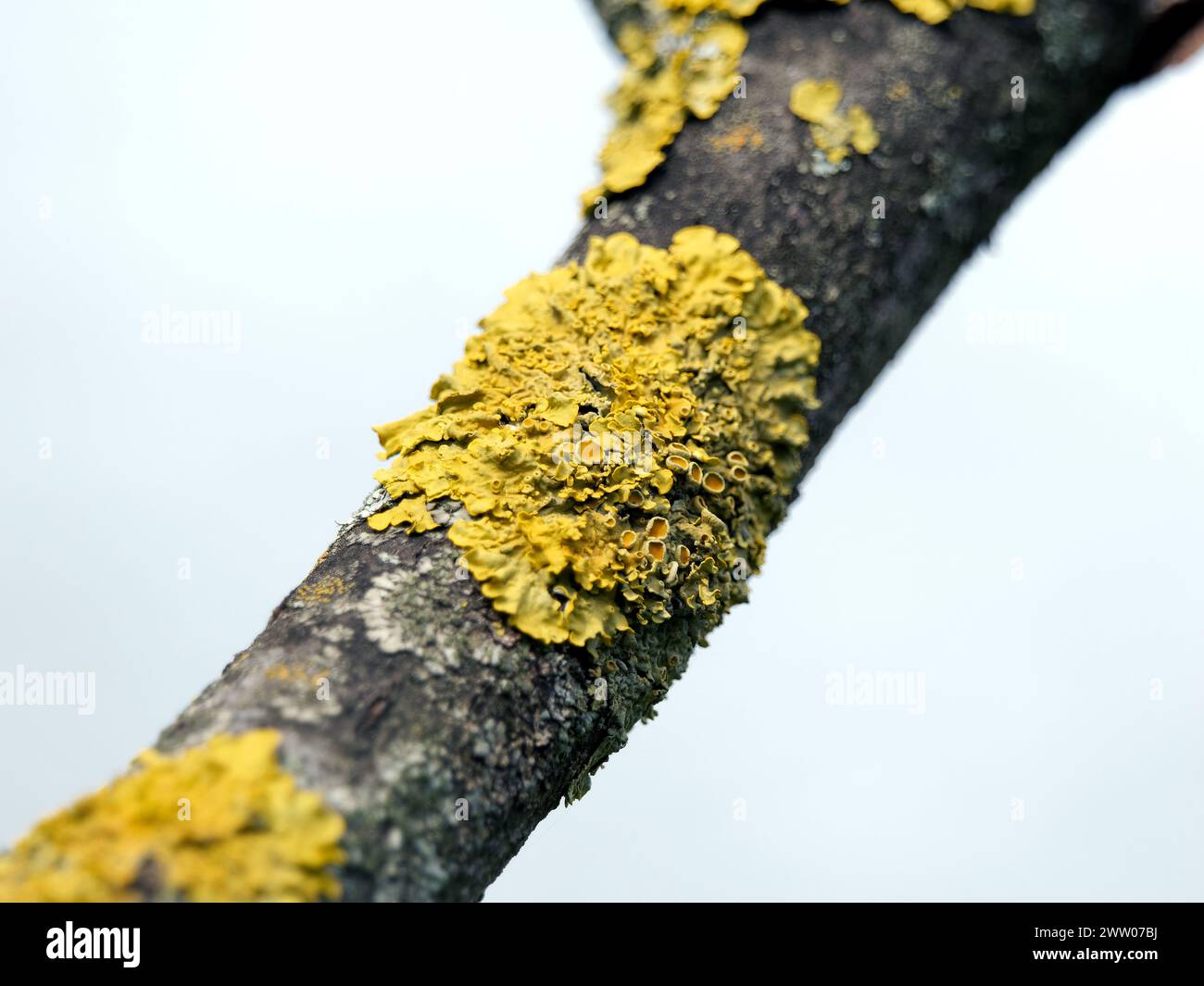 common orange lichen, yellow scale, maritime sunburst lichen and shore ...