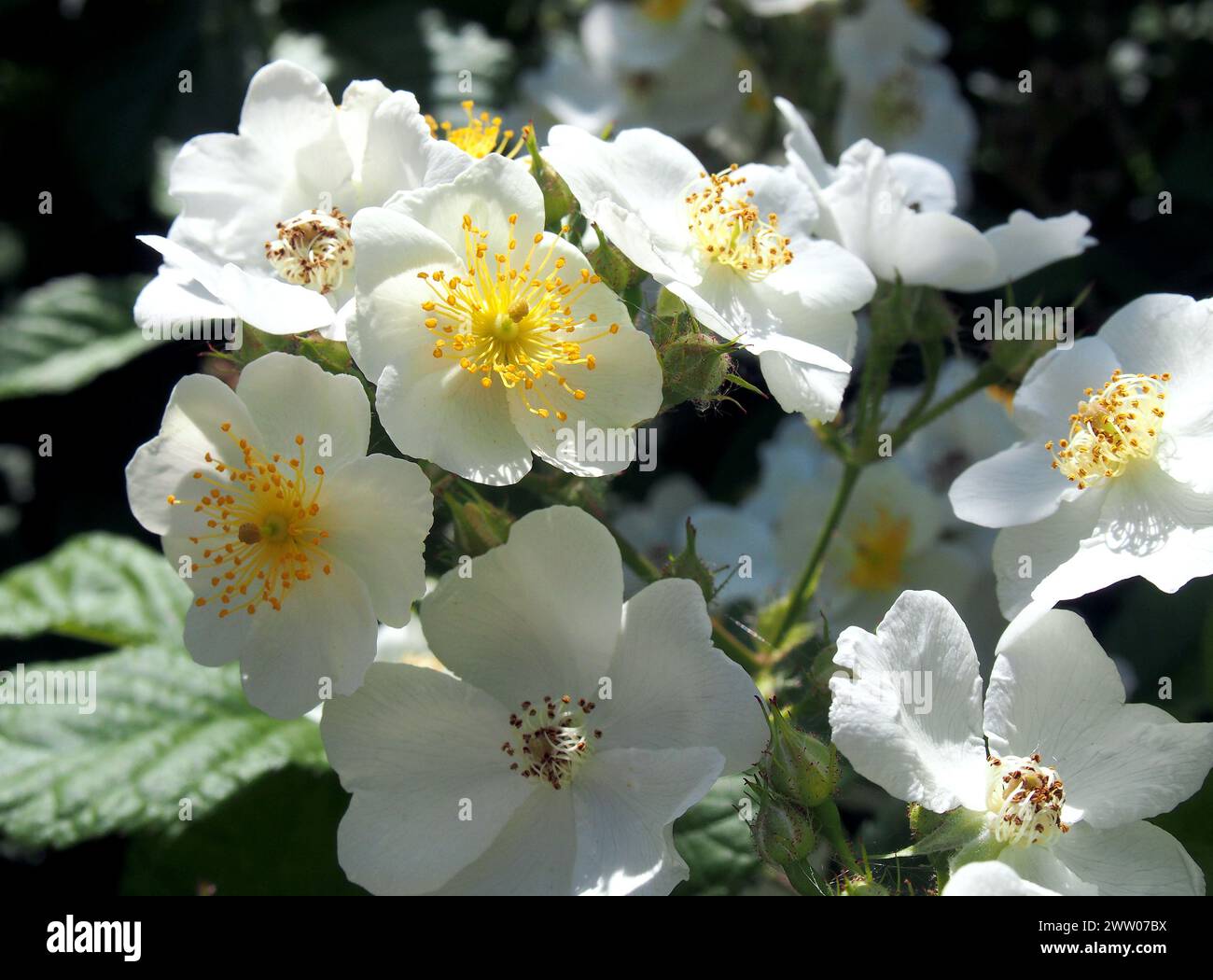 multiflora rose, baby rose, many-flowered rose, Büschel-Rose, rosier ...