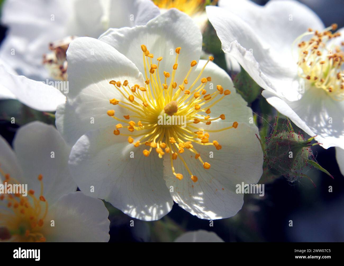 multiflora rose, baby rose, many-flowered rose, Büschel-Rose, rosier ...