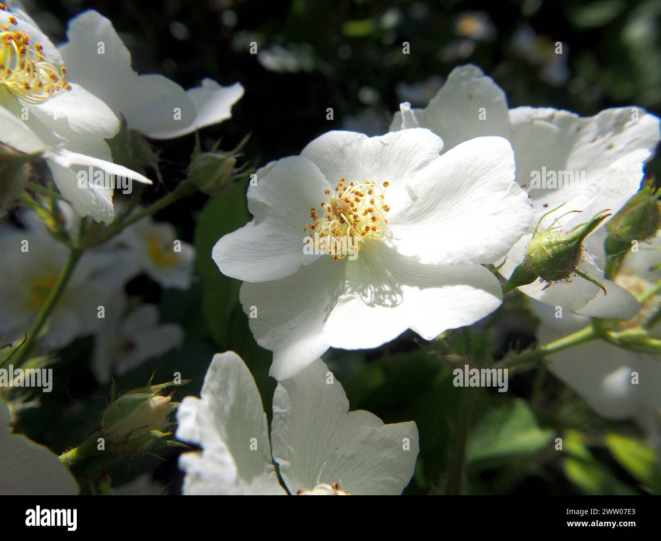 multiflora rose, baby rose, many-flowered rose, Büschel-Rose, rosier ...