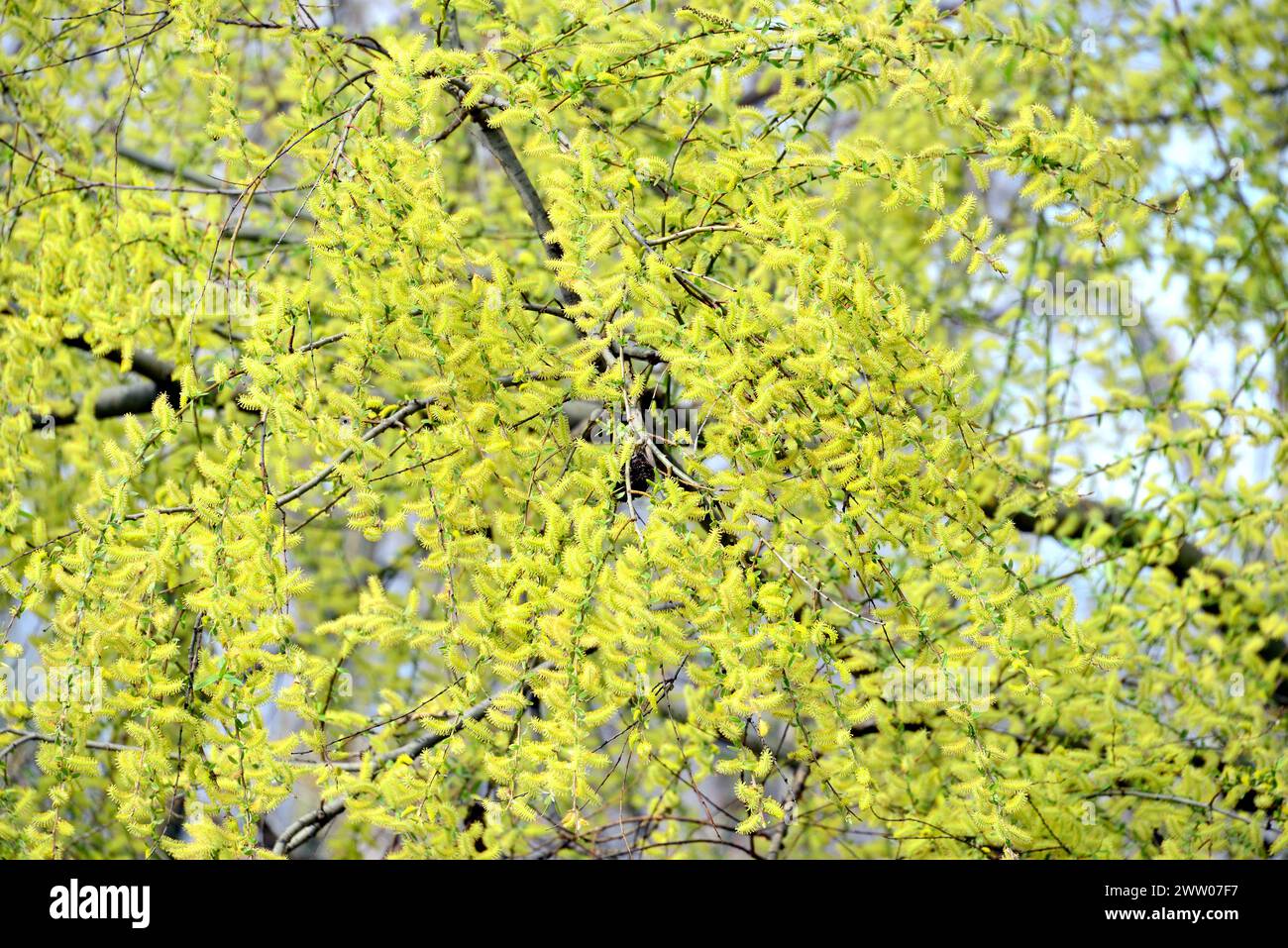 Weeping Golden Willow, Silber-Weide, Saule commun, Salix alba Tristis, szomorúfűz, Budapest ...