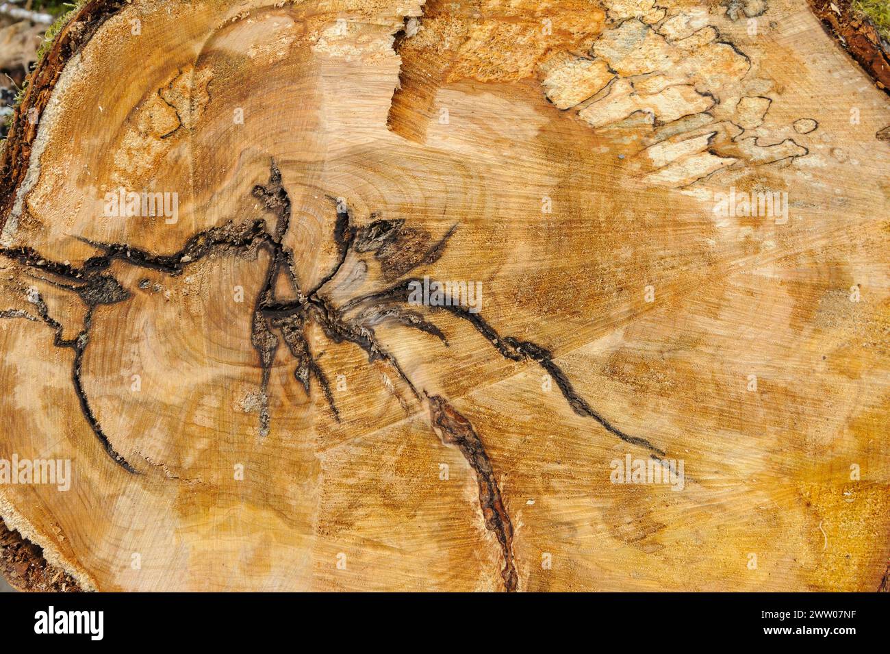 Cross section view highlighting hi-res stock photography and images - Alamy