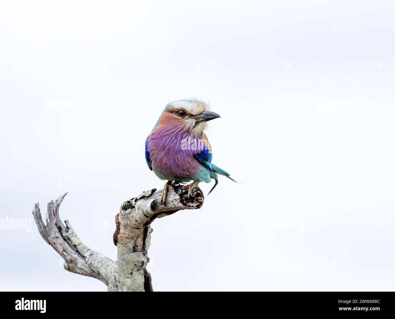 European roller colorful Bird on dry branch, sky background. South ...