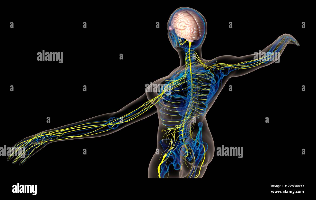 Human brain central nervous system anatomy for medical concept 3D ...