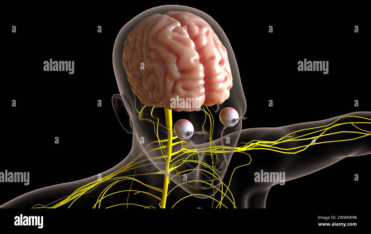 Human brain central nervous system anatomy for medical concept 3D ...