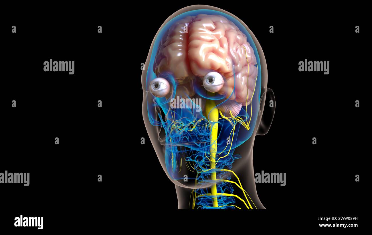 Human brain central nervous system anatomy for medical concept 3D ...
