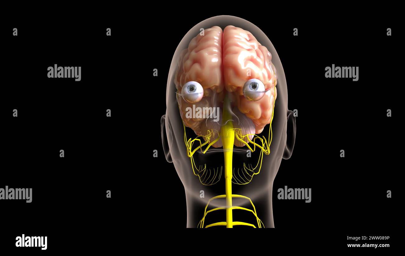 Human brain central nervous system anatomy for medical concept 3D ...