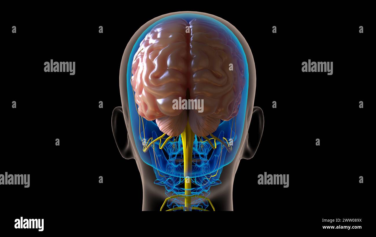 Human brain central nervous system anatomy for medical concept 3D ...
