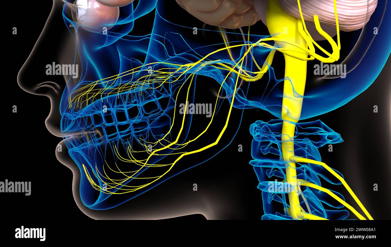 Human brain central nervous system anatomy for medical concept 3D ...