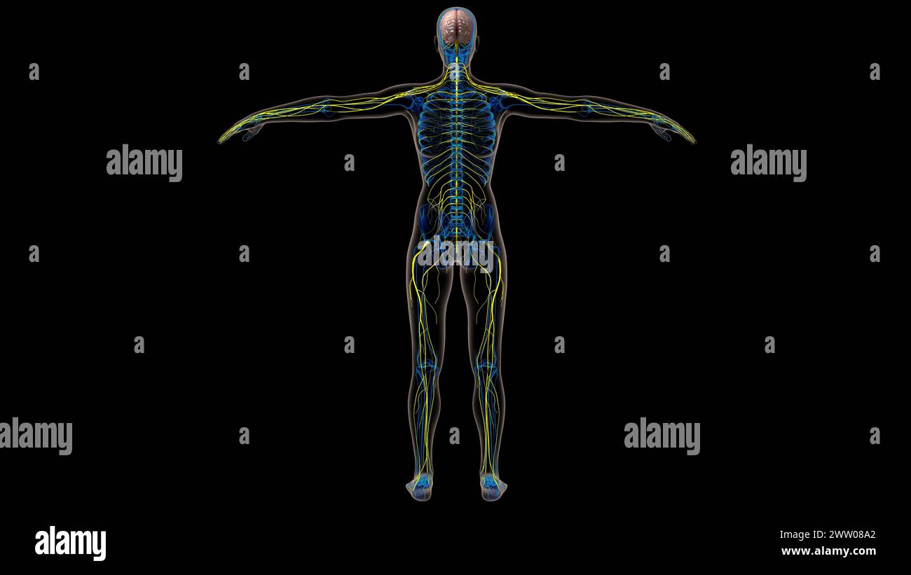 Human brain central nervous system anatomy for medical concept 3D ...