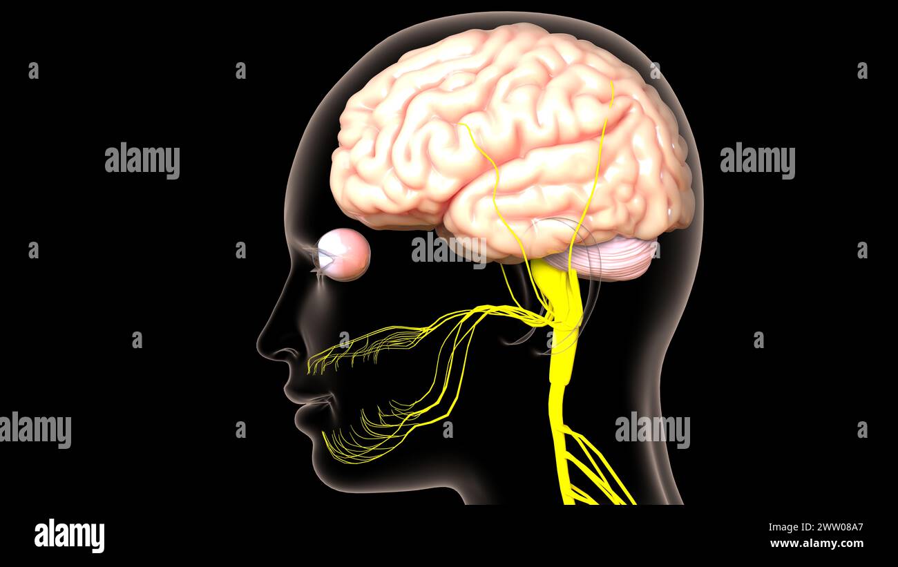Human brain central nervous system anatomy for medical concept 3D ...