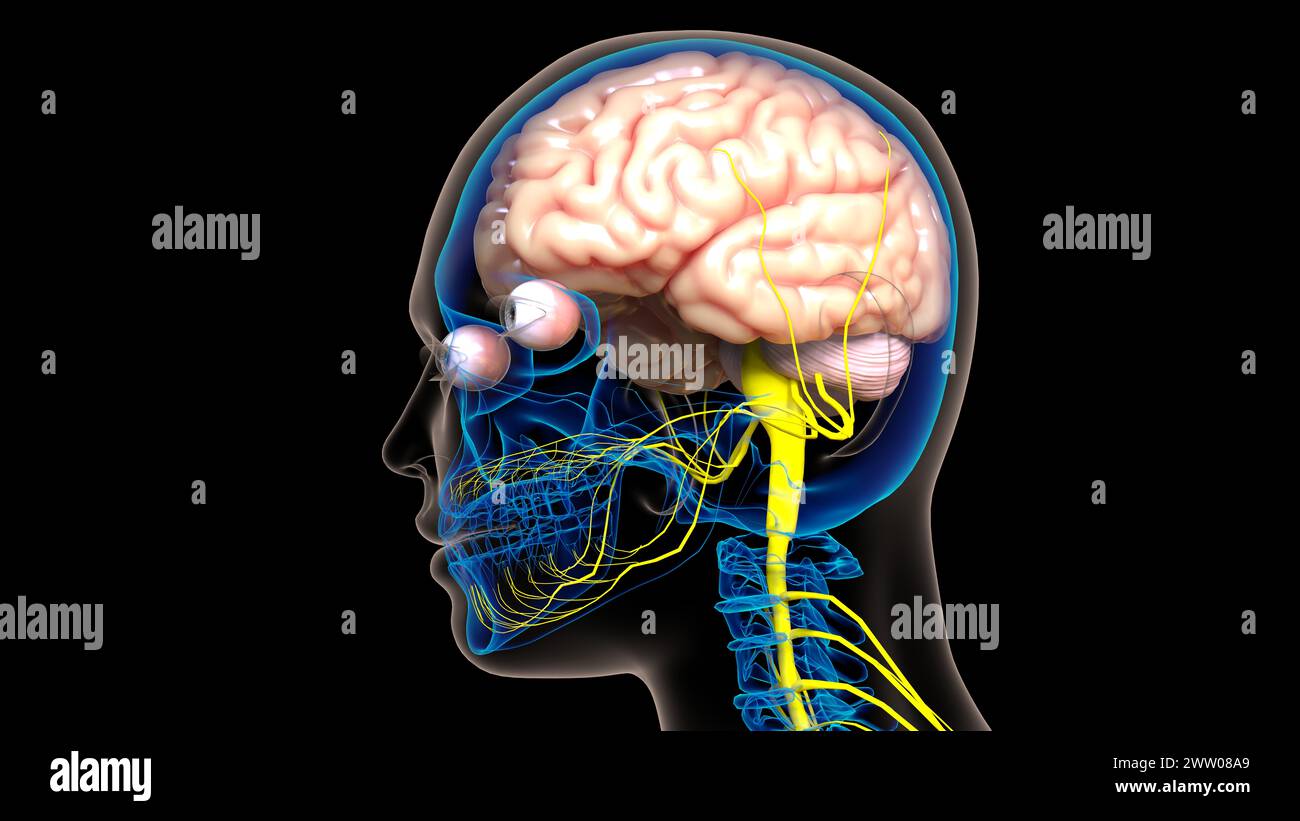 Human brain central nervous system anatomy for medical concept 3D ...