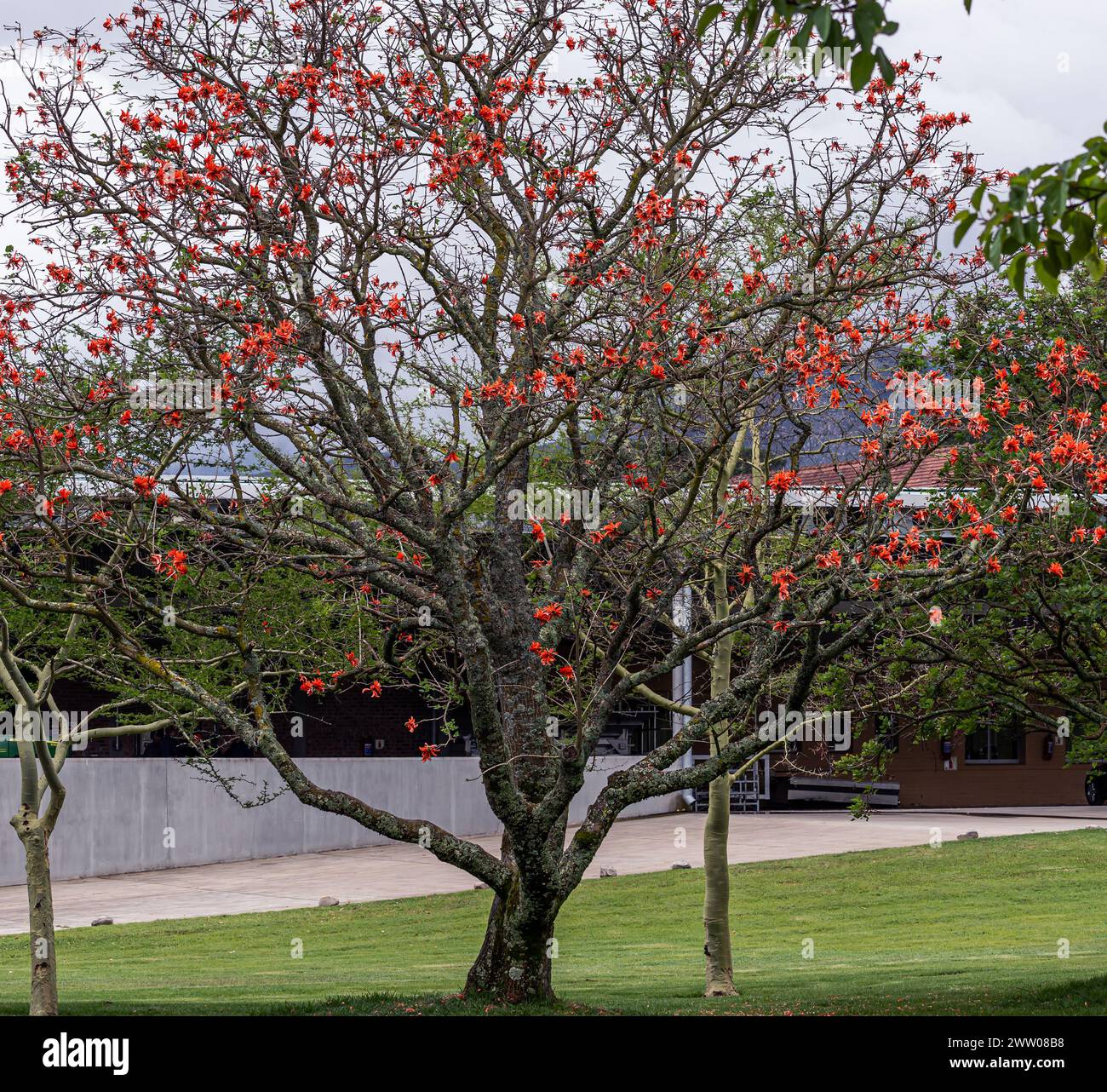 Kaffirboom coral tree hi-res stock photography and images - Alamy