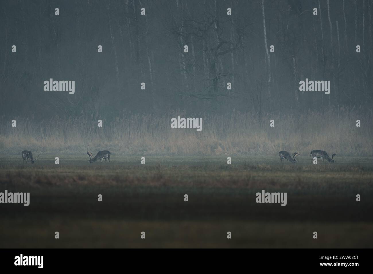 A group of animals that are walking through the field in the rain Stock ...