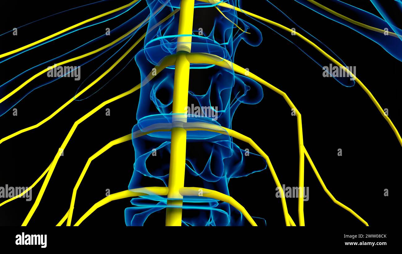 Human nervous system anatomy for medical concept 3D illustration Stock ...