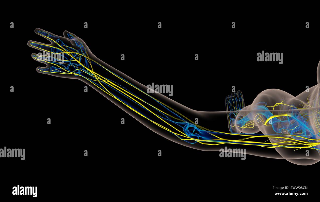 Human nervous system anatomy for medical concept 3D illustration Stock ...