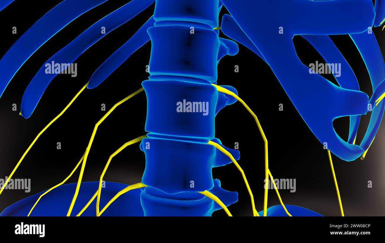 Human nervous system anatomy for medical concept 3D illustration Stock ...