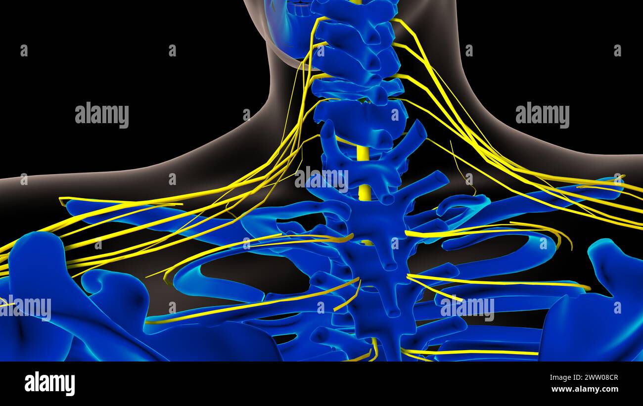 Human nervous system anatomy for medical concept 3D illustration Stock ...
