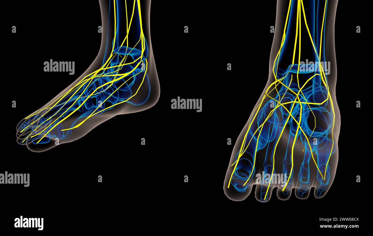 Human nervous system anatomy for medical concept 3D illustration Stock ...