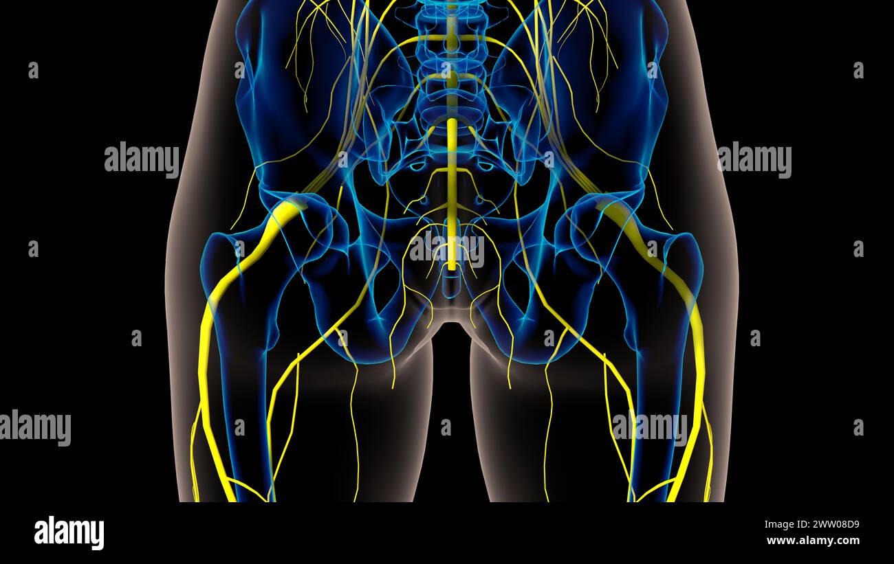 Human nervous system anatomy for medical concept 3D illustration Stock ...