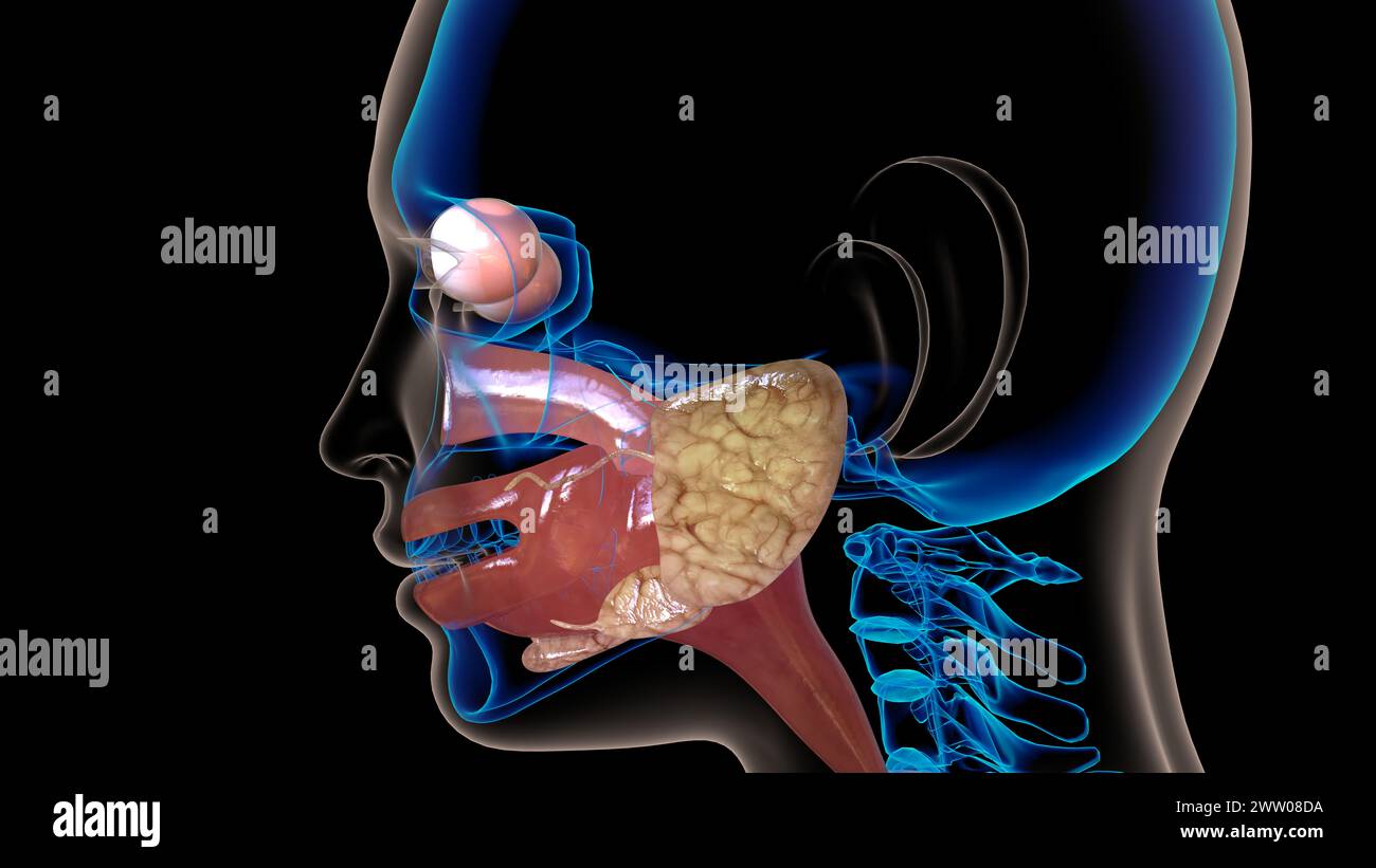 human esophagus anatomy for medical concept 3D illustration Stock Photo ...