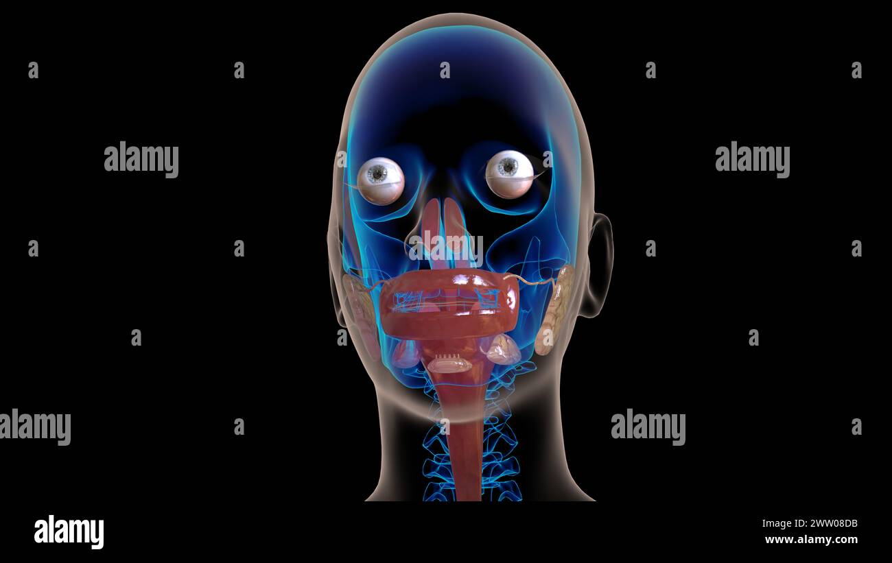 human esophagus anatomy for medical concept 3D illustration Stock Photo ...