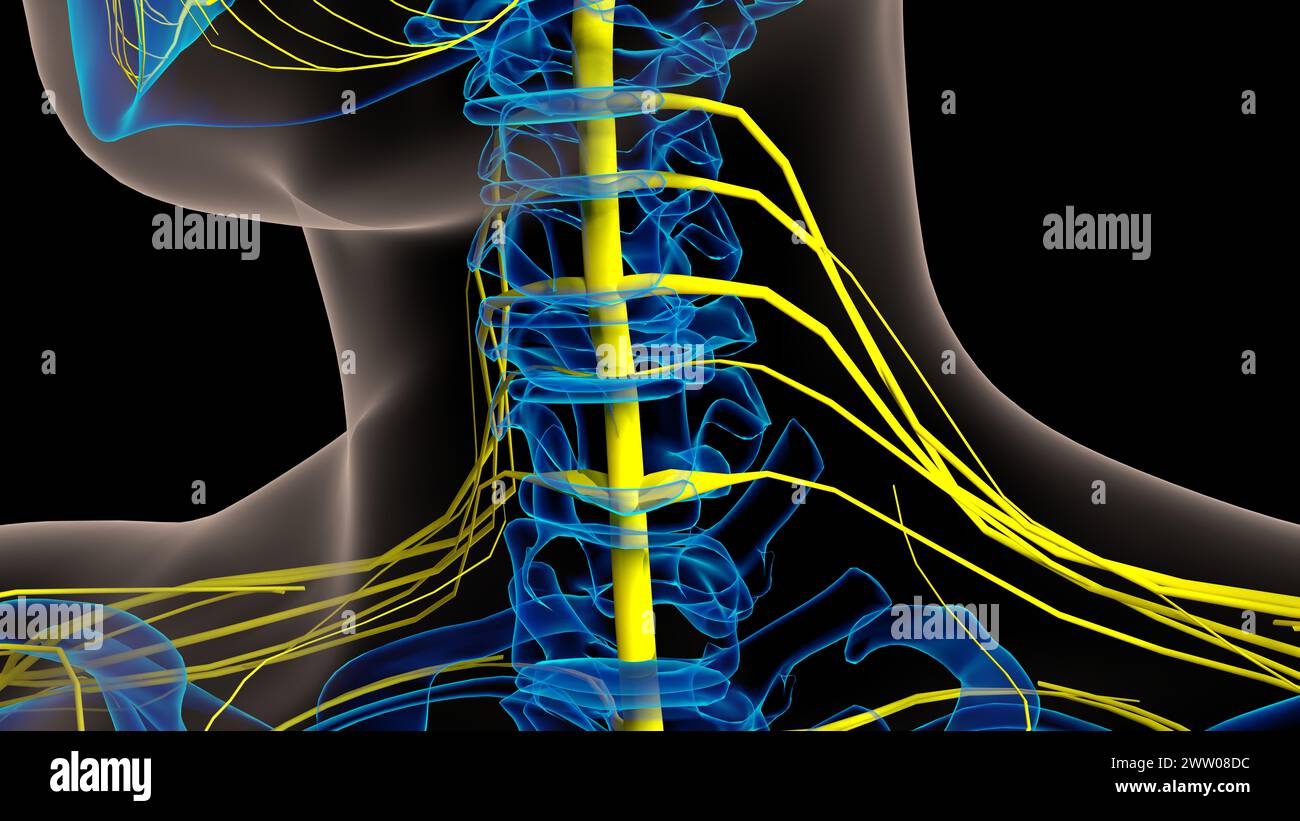 Human nervous system anatomy for medical concept 3D illustration Stock ...