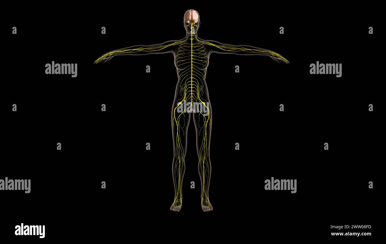 Human nervous system anatomy for medical concept 3D illustration Stock ...