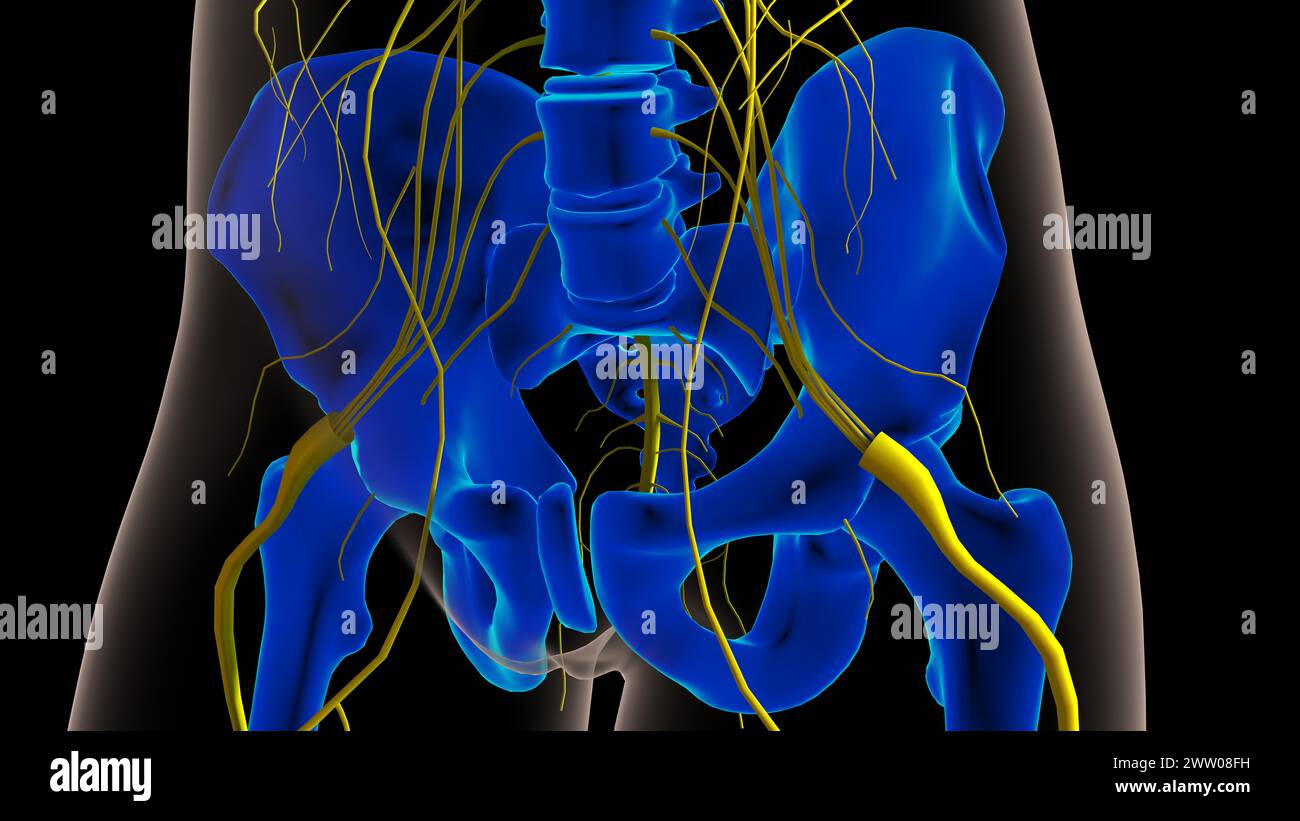 Human nervous system anatomy for medical concept 3D illustration Stock ...