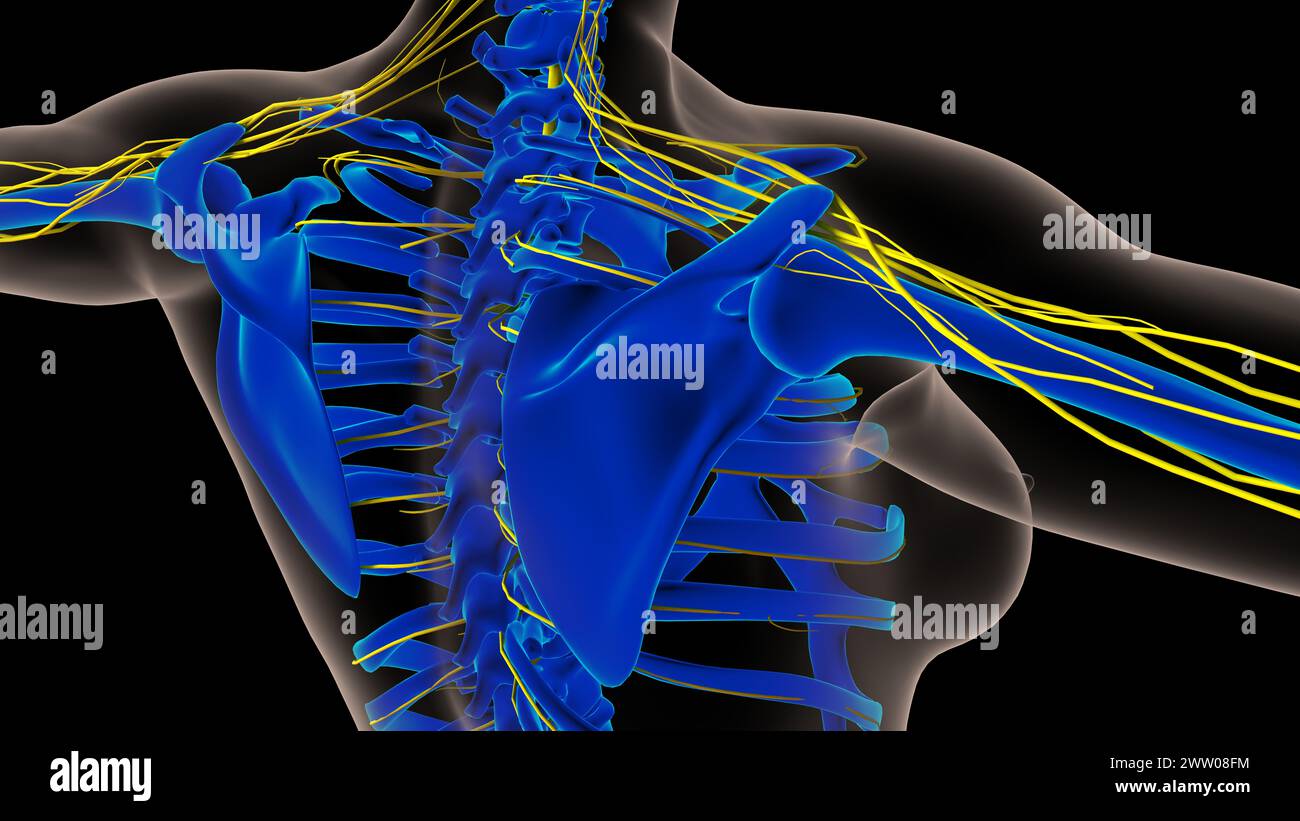 Human nervous system anatomy for medical concept 3D illustration Stock ...