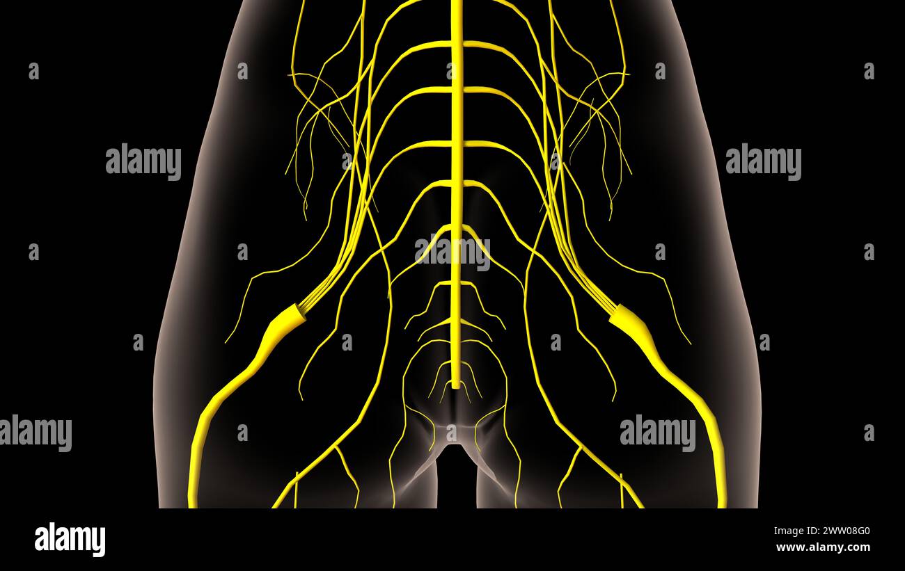 Human nervous system anatomy for medical concept 3D illustration Stock ...