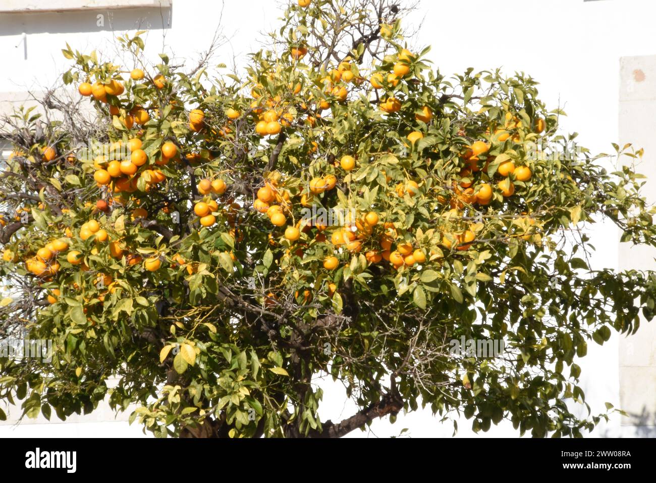 Oranger hi-res stock photography and images - Alamy