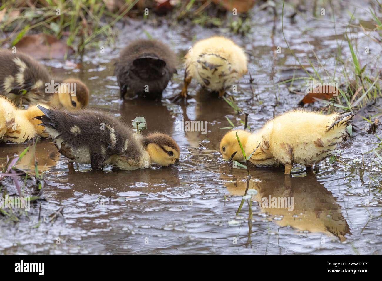 Muscovy ducklings feeding in shallow water Stock Photo - Alamy