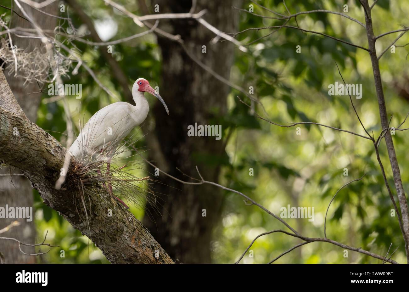 White ibis tree hi-res stock photography and images - Alamy