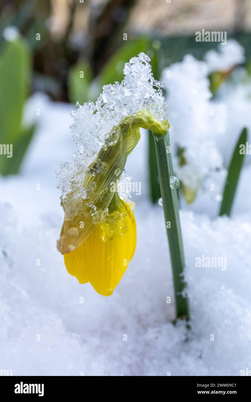 Yellow daffodil buds emerge from the early spring snow Stock Photo - Alamy