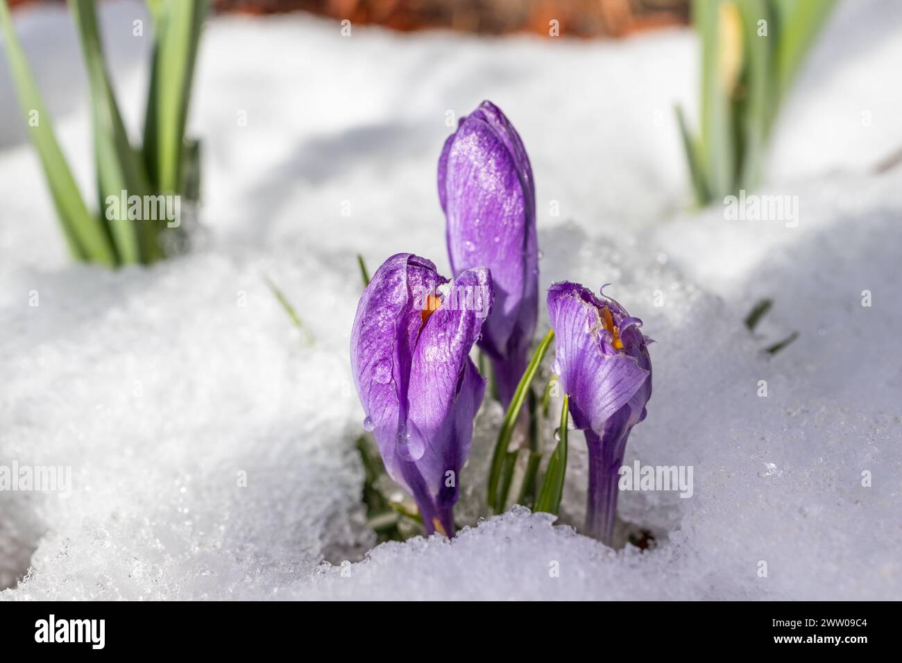 Purple crocus flowers emerge from hi-res stock photography and images ...