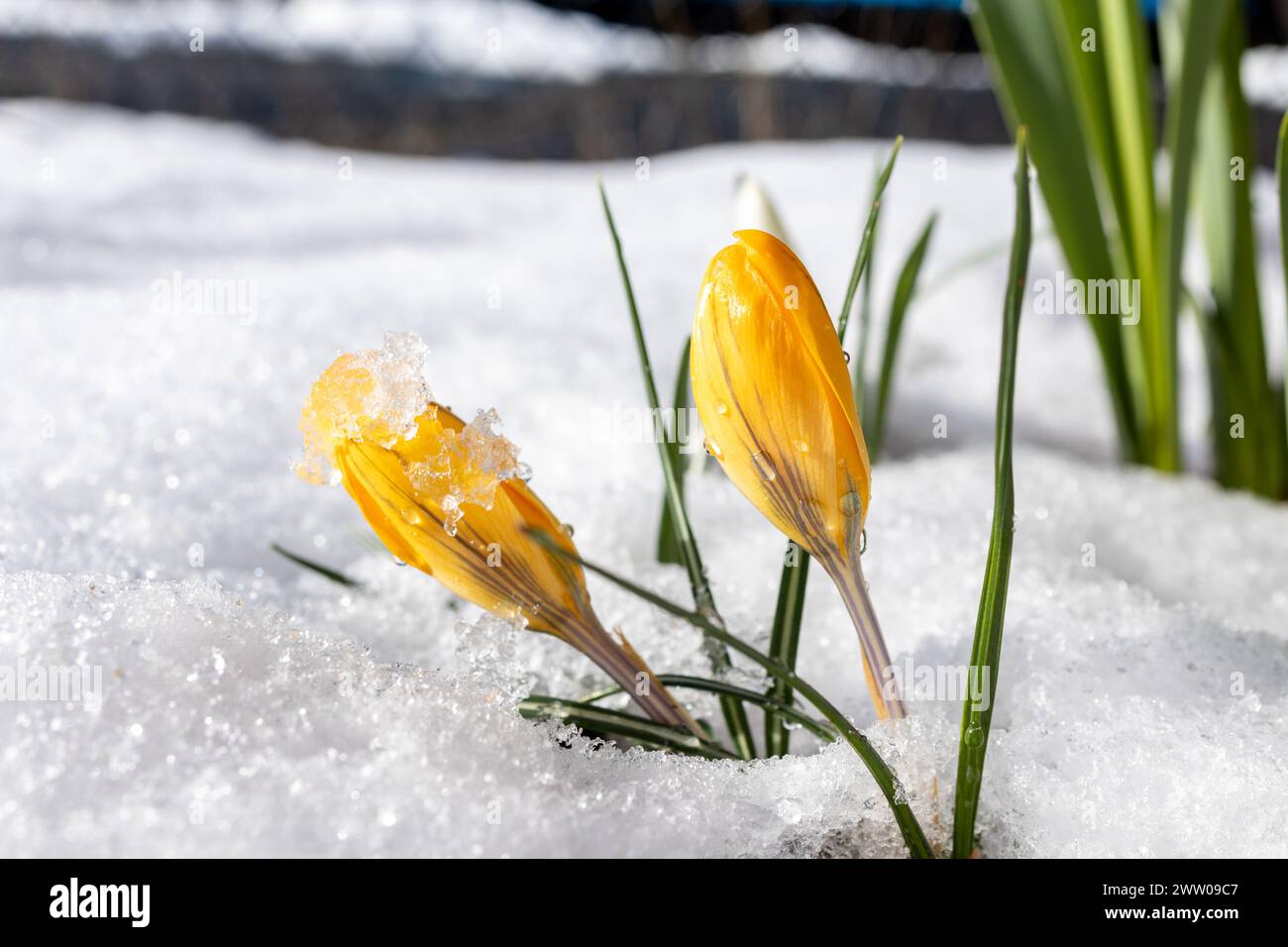 Crocus buds emerge from the early spring snow Stock Photo - Alamy