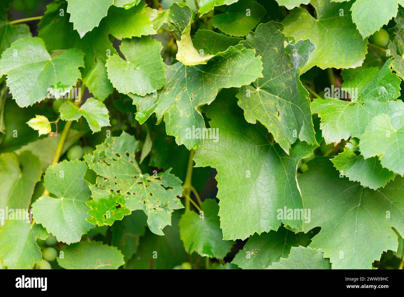 Large and green grape leaves. Fresh grape leaves Stock Photo - Alamy