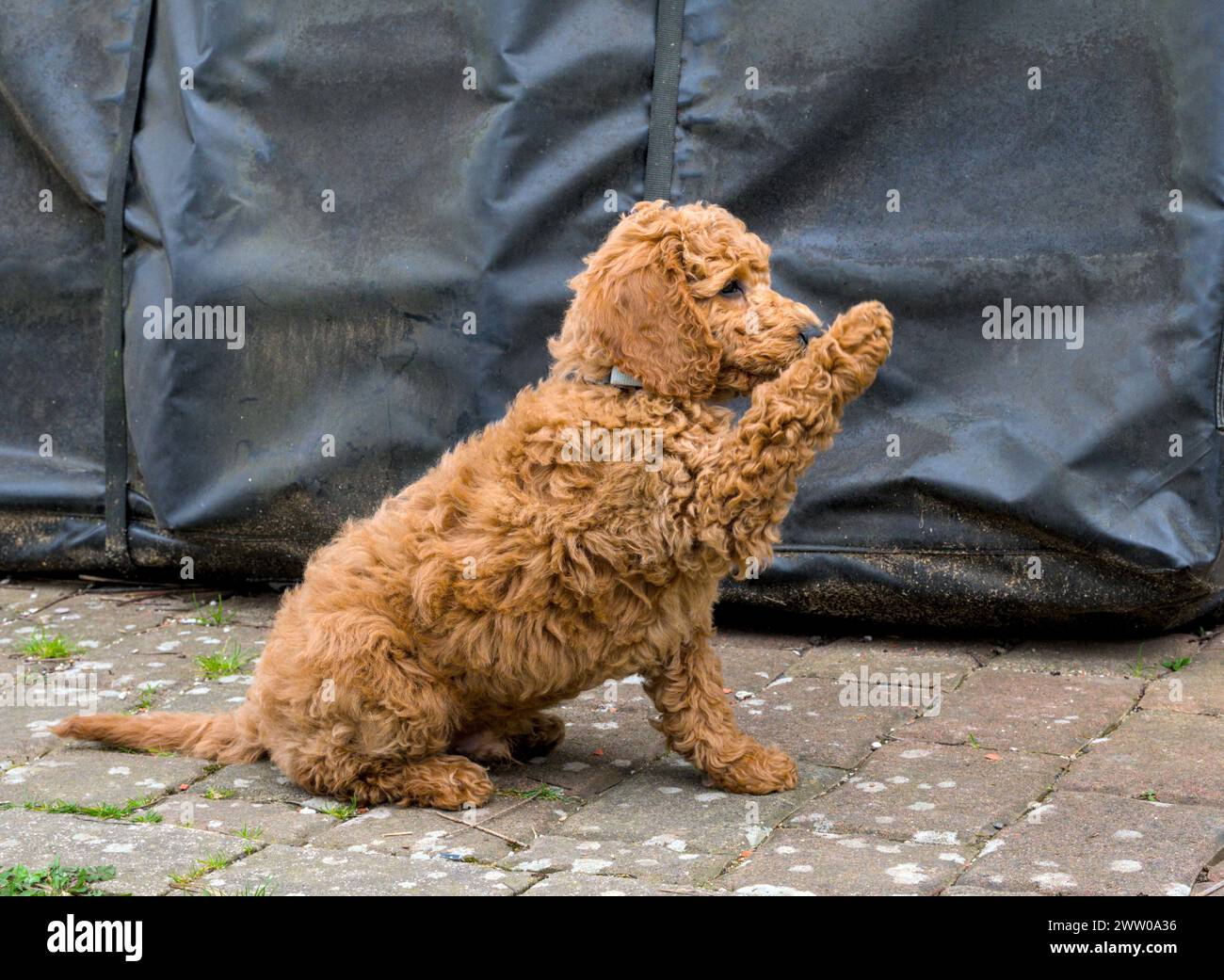 Light brown poodle hi-res stock photography and images - Alamy