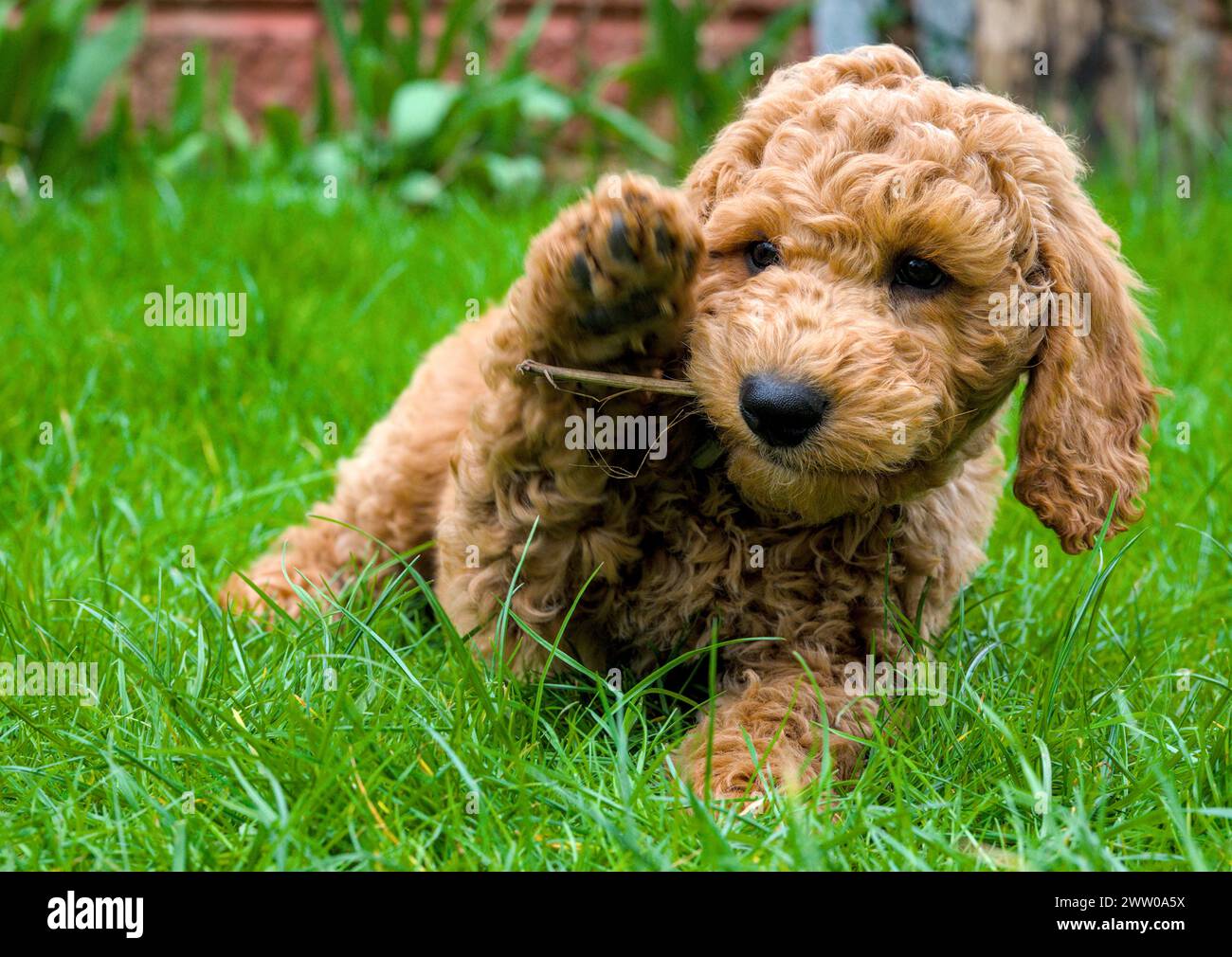 Light brown poodle hi-res stock photography and images - Alamy