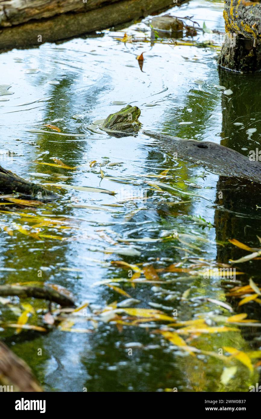 Spring flood and flooding of the forest Stock Photo - Alamy