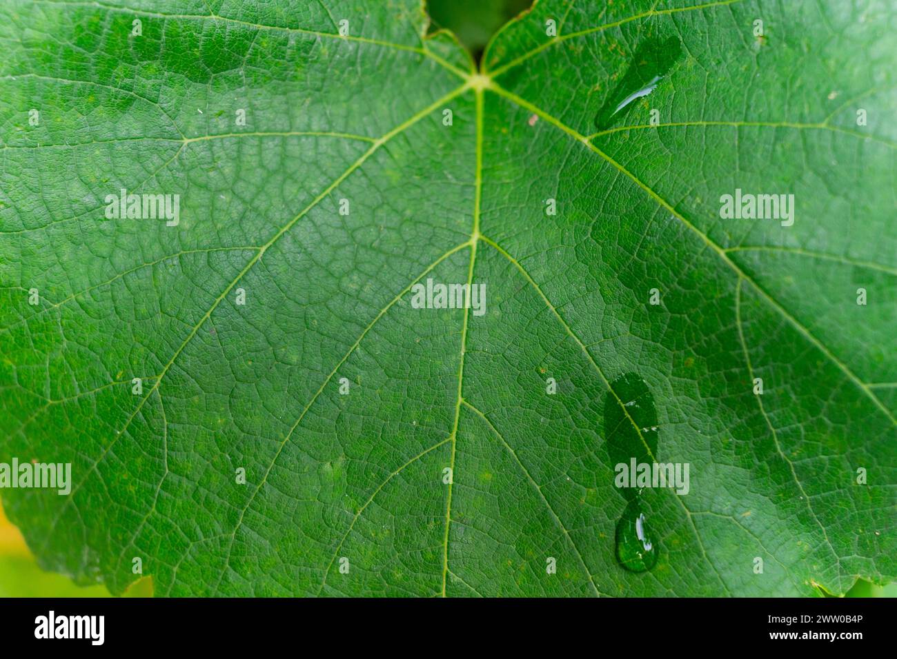 Young grape leaf hi-res stock photography and images - Alamy