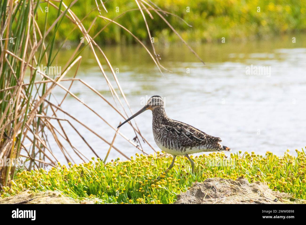 Gallinago nigripennis nigripennis hi-res stock photography and images ...