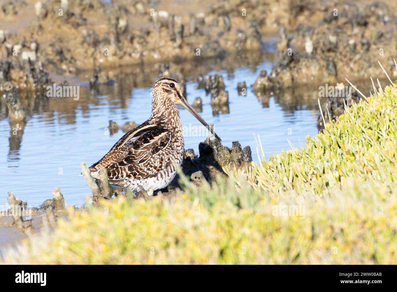 African Snipe (Gallinagro nigripennis) or Ethiopian Snipe Velddrif ...