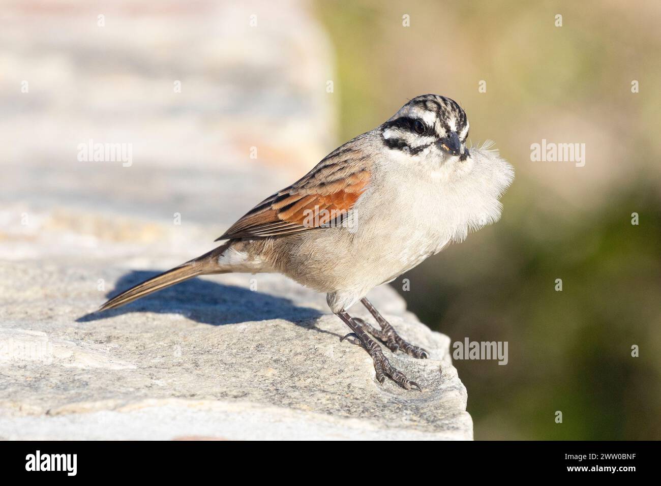 Cape Bunting (Emberiza capensis), Cape Point, Western Cape, South ...