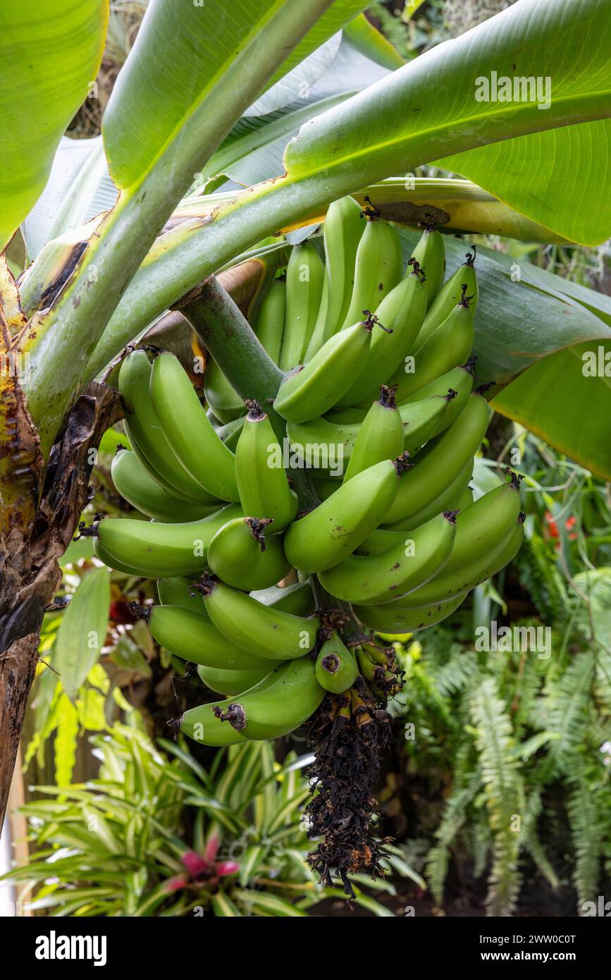 Unpicked bananas hi-res stock photography and images - Alamy
